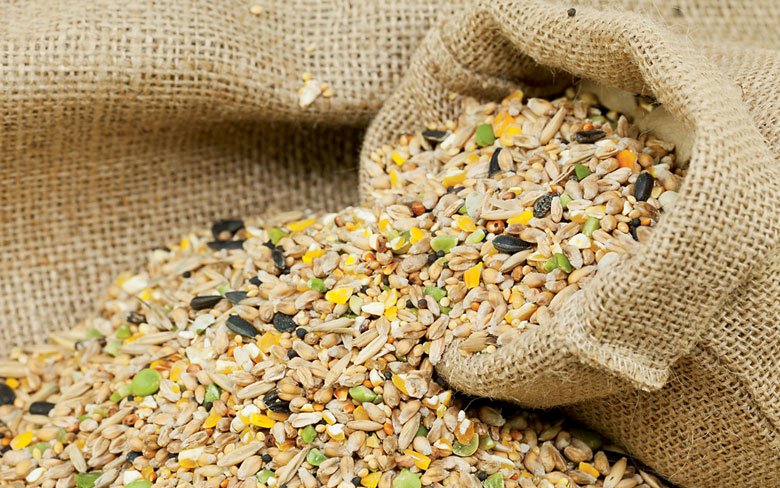 Organic seed what is its' secret? - Natural Organic Living