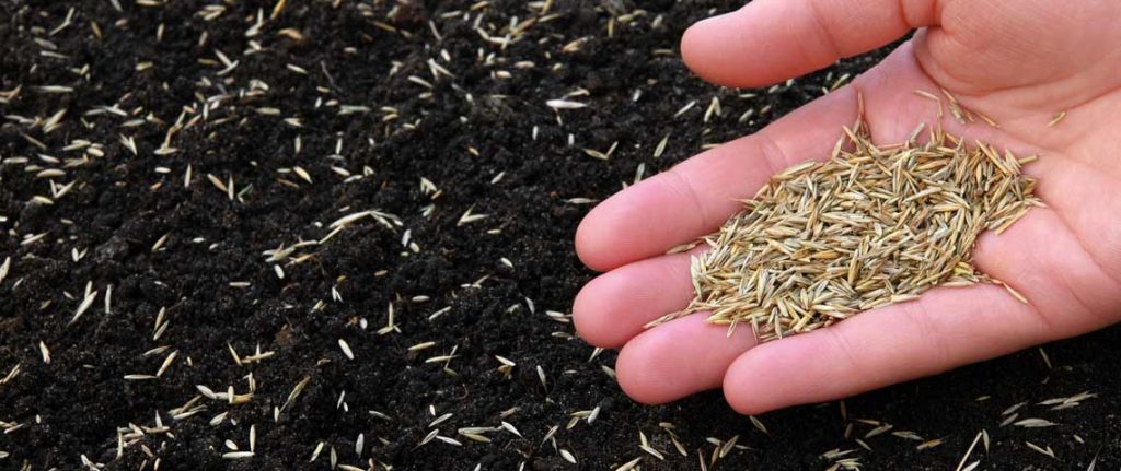 Organic Seeds, what is that all about? - Natural Organic Living